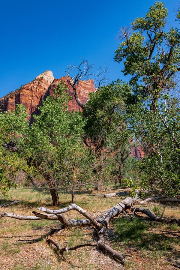 Mt. Zion in Zion National Park Stock Image - Image of national ...