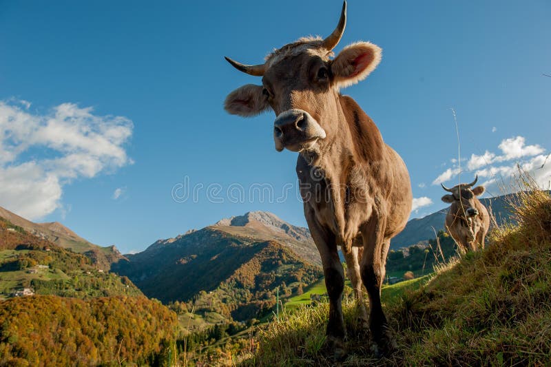Mucca immagine stock. Immagine di animale, mucca, mangi - 102131795