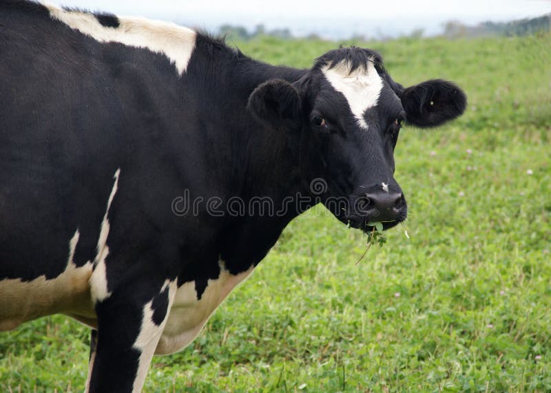 Mucca immagine stock. Immagine di nero, cavo, erba, bianco - 11096353