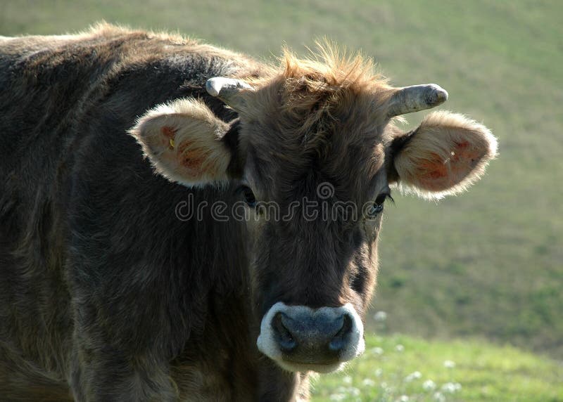 Mucca fotografia stock. Immagine di allevamento, nazionale - 1515616