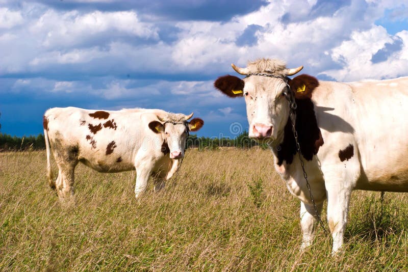 Mucca fotografia stock. Immagine di bestiami, gregge - 16602460