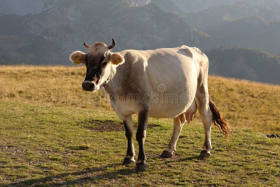 Mucca immagine stock. Immagine di yogurt, macchiato, prato - 17773211