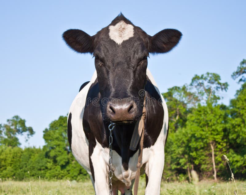 Mucca fotografia stock. Immagine di nazionale, gregge - 19748834