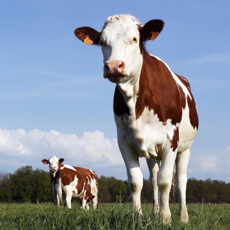 Mucca 2 fotografia stock. Immagine di mucca, campagna - 15047314