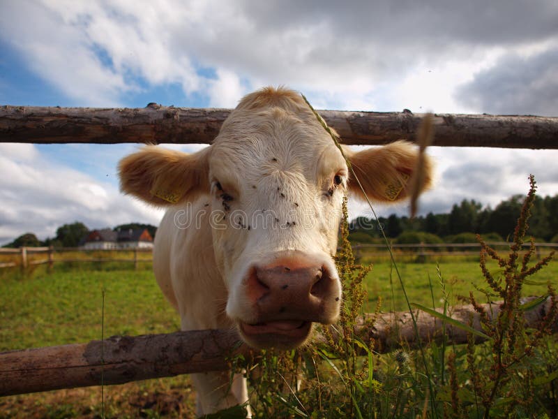 Mucca immagine stock. Immagine di ecologicamente, mucca - 21166075