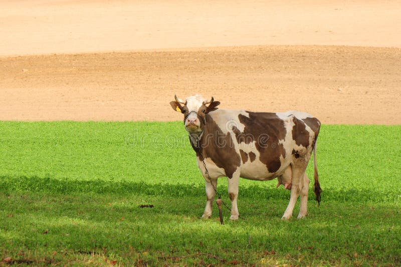 Mucca immagine stock. Immagine di animale, verde, prato - 21289955
