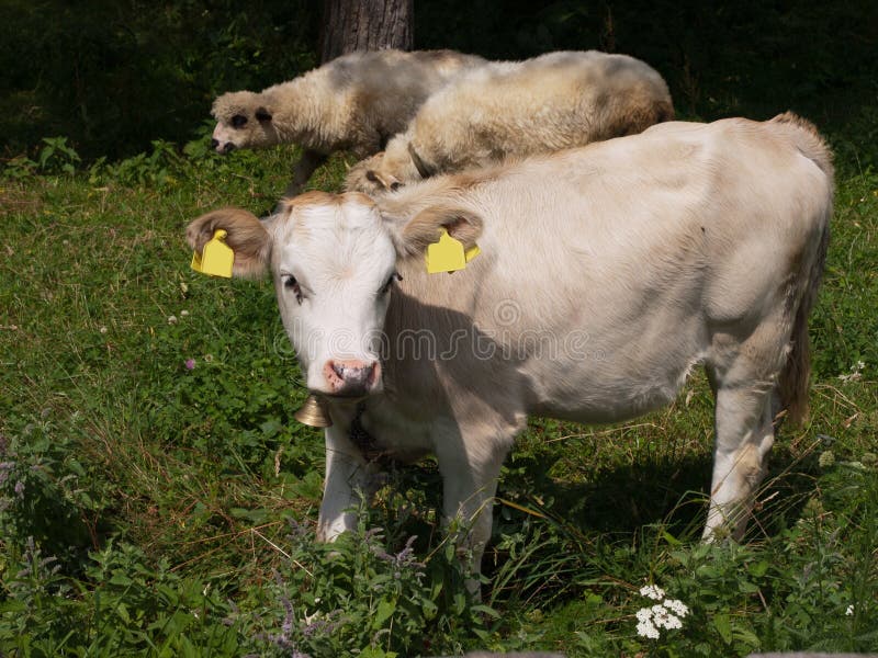 Mucca immagine stock. Immagine di erba, carne, animale - 24384725