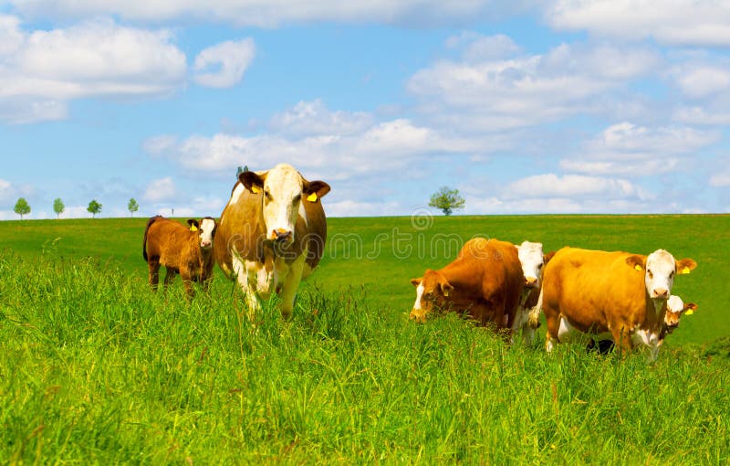 Mucca E Toro Che Si Accoppiano Immagine Stock - Immagine di colline ...