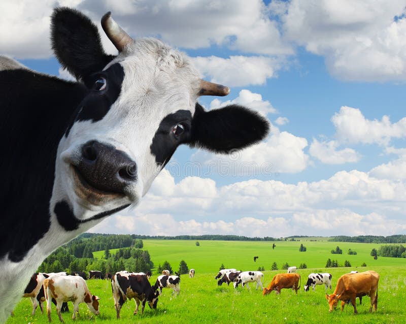 Mucca immagine stock. Immagine di bovino, occhi, bestiami - 26887845