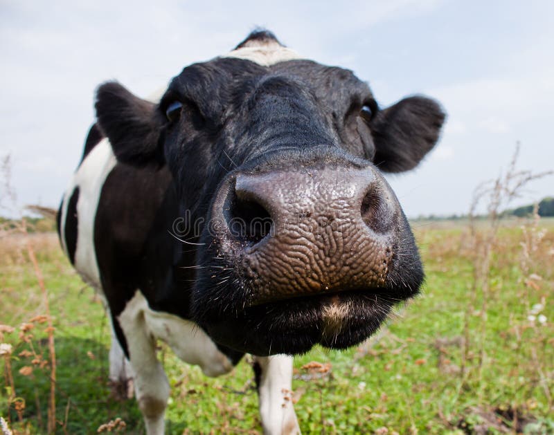 Mucca Sull'azienda Agricola Fotografia Stock - Immagine di latteria ...