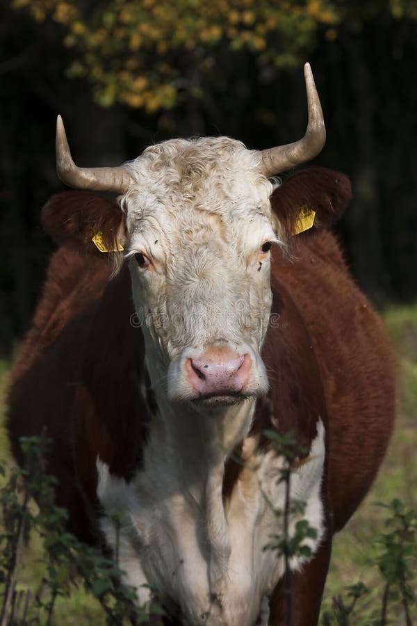 Mucca fotografia stock. Immagine di agricoltura, hereford - 29515860