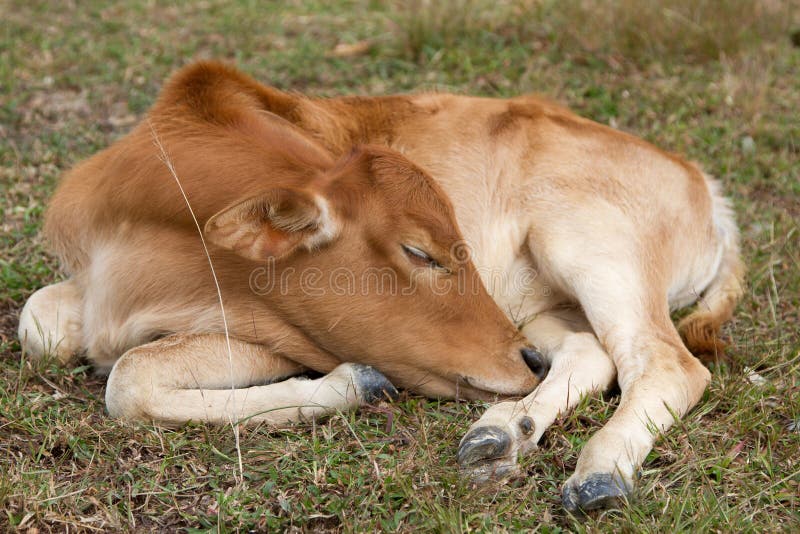 Mucca immagine stock. Immagine di fauna, pedigree, farmland - 36355223