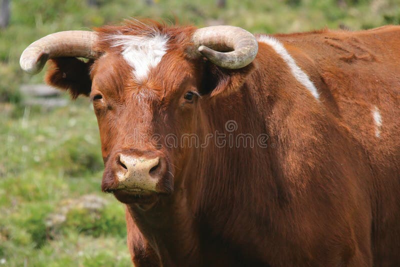 Mucca grassa immagine stock. Immagine di paese, grasso - 3197865