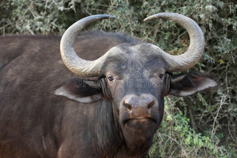 Mucca Africana Della Buffalo Immagine Stock - Immagine di femmina ...
