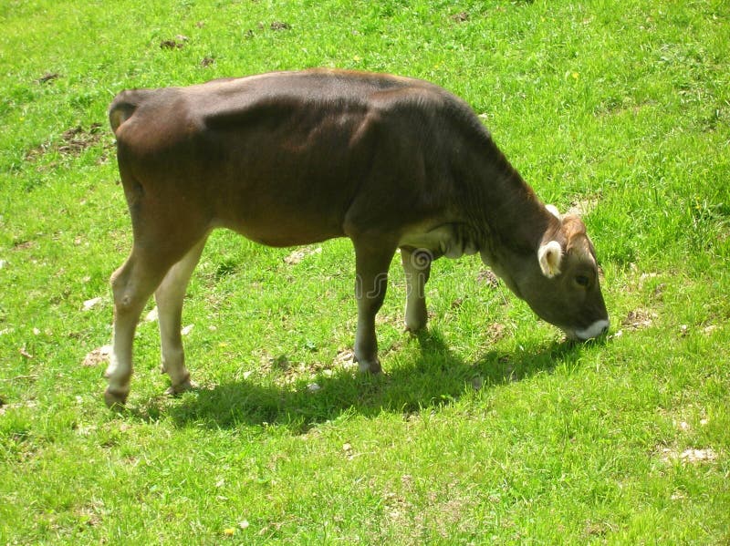 Mucca al pascolo stock photo. Image of animal, verde, pascoo - 6007656
