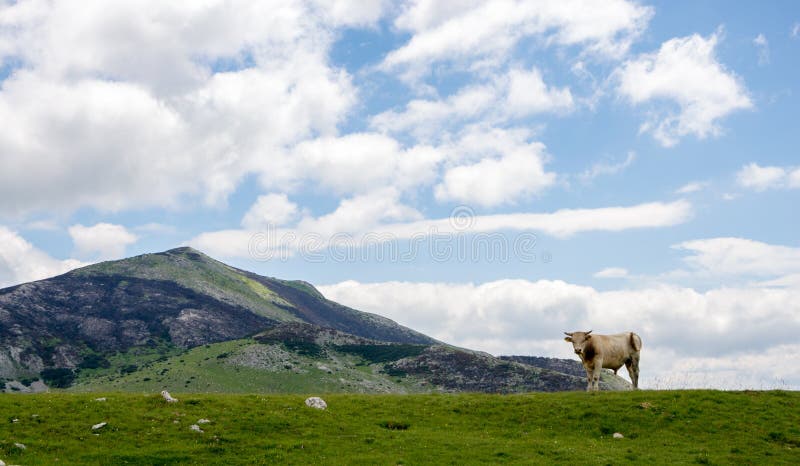 Mucca Al Pascolo in Montagna Fotografia Stock - Immagine di podere ...