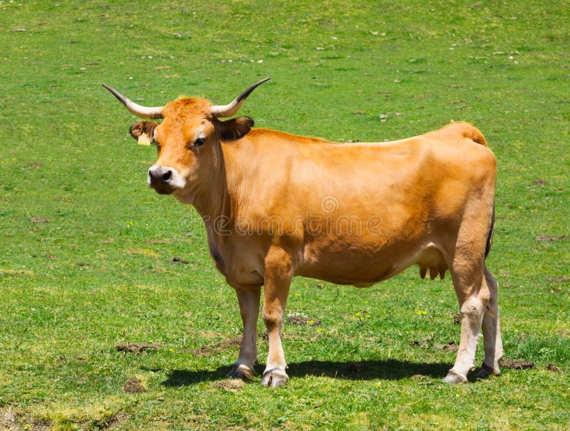 Mucca al prato fotografia stock. Immagine di gregge, cielo - 60041834