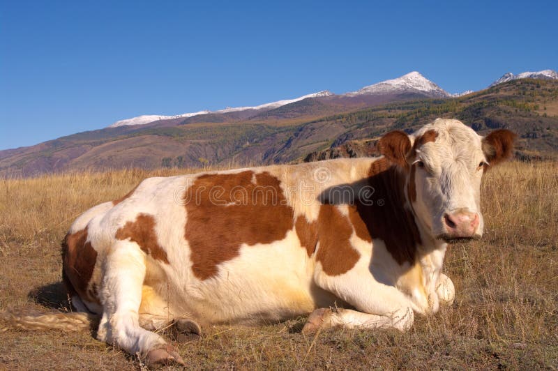 Mucca alpina fotografia stock. Immagine di ruminante - 18051050