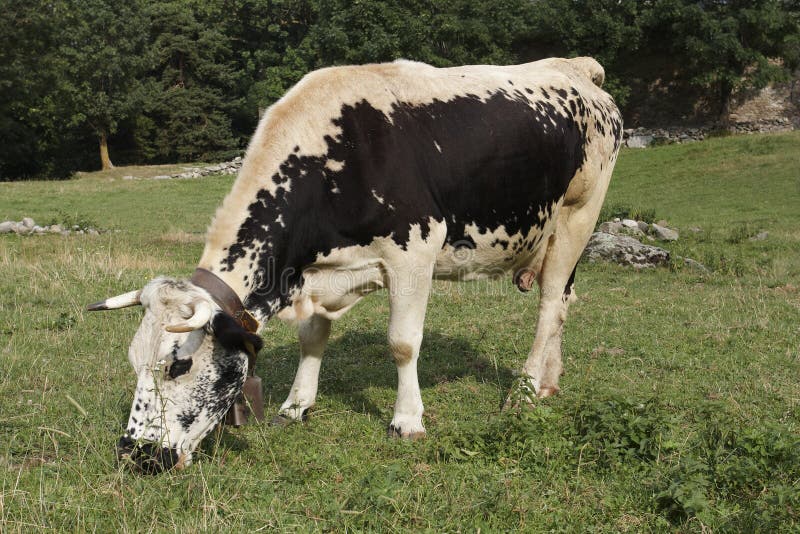 Mucca Alpina Con La Campana Immagine Stock - Immagine di europa, bello ...