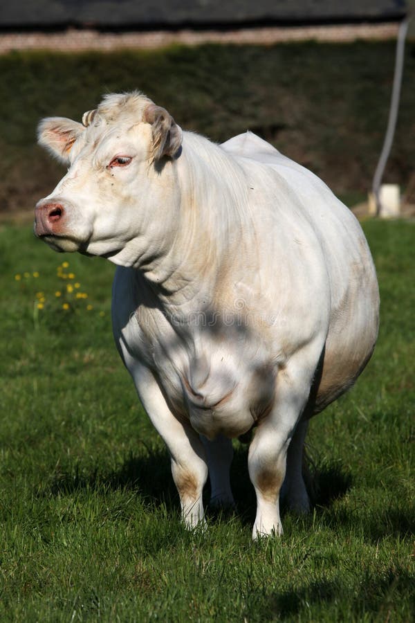 Mucca bianca immagine stock. Immagine di aggressivo, animale - 14466181