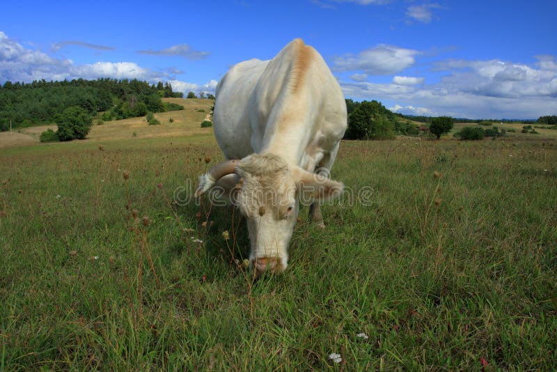 Mucca shorthorn bianca fotografia stock. Immagine di nubi - 10937042