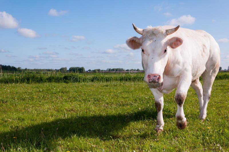 Mucca Bianca Fissare Con I Corni Immagine Stock - Immagine di pasci ...