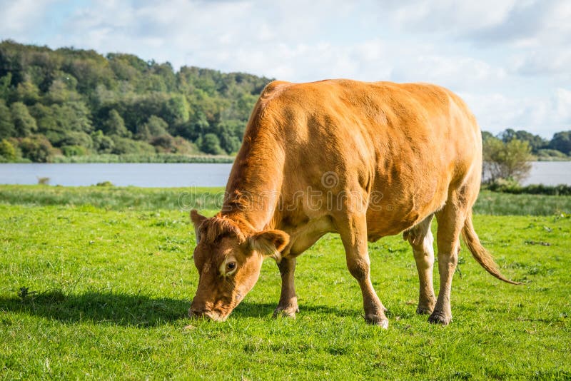 Mucca Che Mangia Erba Verde Fresca Fotografia Stock - Immagine di ...