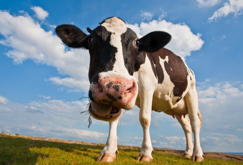 Mucca che mangia erba fotografia stock. Immagine di testa - 6637466
