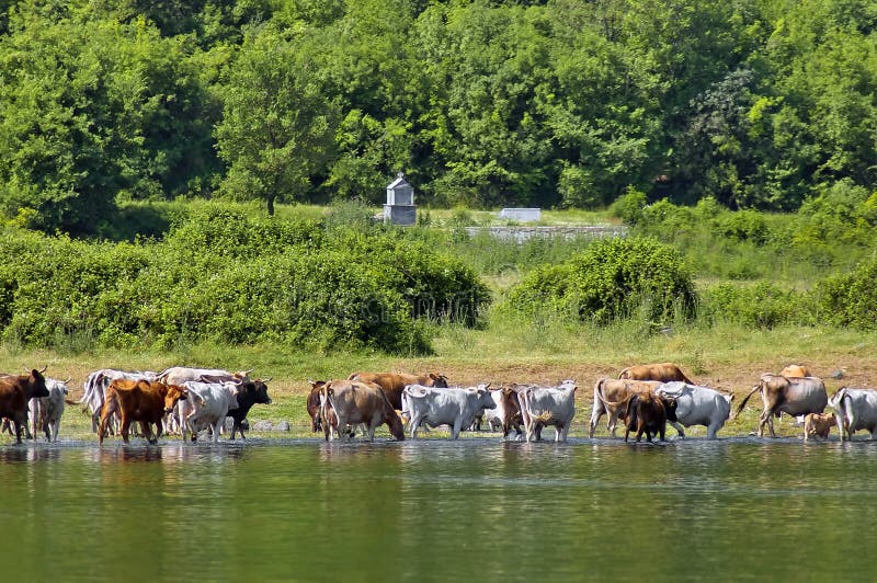 Mucca che pascola al lago fotografia stock. Immagine di mammifero ...