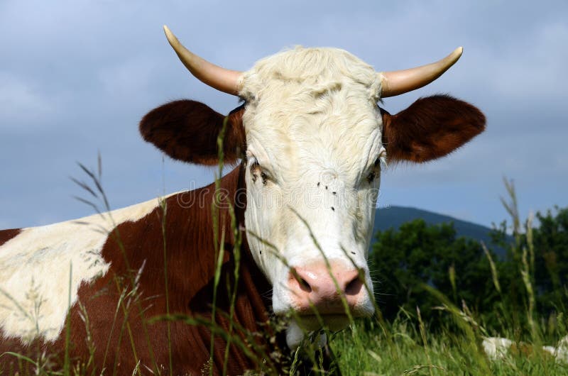 Mucca con i corni immagine stock. Immagine di campo - 117052125