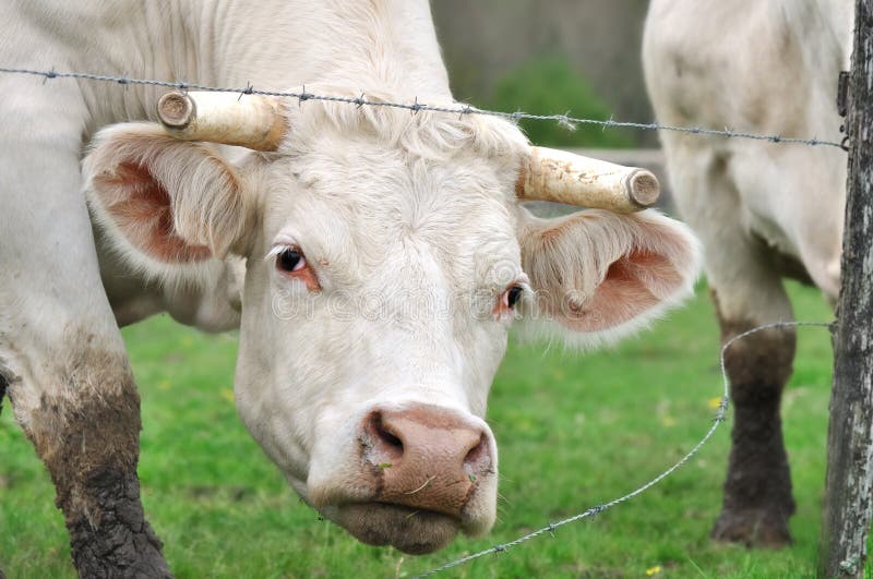 Mucca Con Il Taglio Dei Corni Immagine Stock - Immagine di rurale ...