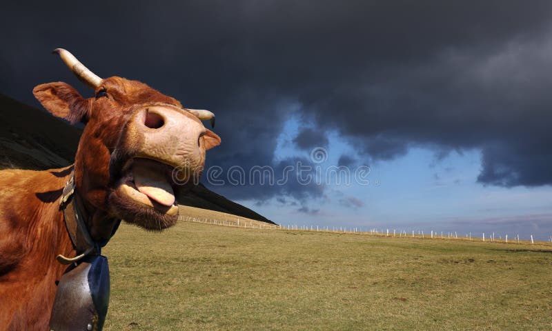 Mucca Divertente Che Attacca Lingua Fuori Foto Stock - Download 19 ...