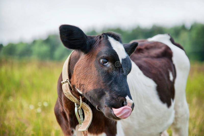 Mucca con la linguetta fotografia stock. Immagine di agricoltura - 25840766