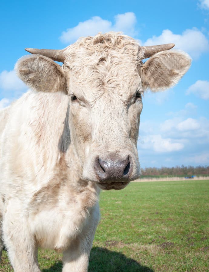 Ritratto Di Una Mucca Color Crema Con I Corni Fotografia Stock ...