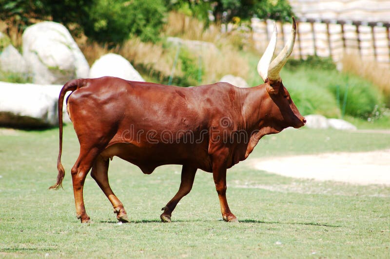 Mucca cornuta africana fotografia stock. Immagine di grande - 10593448