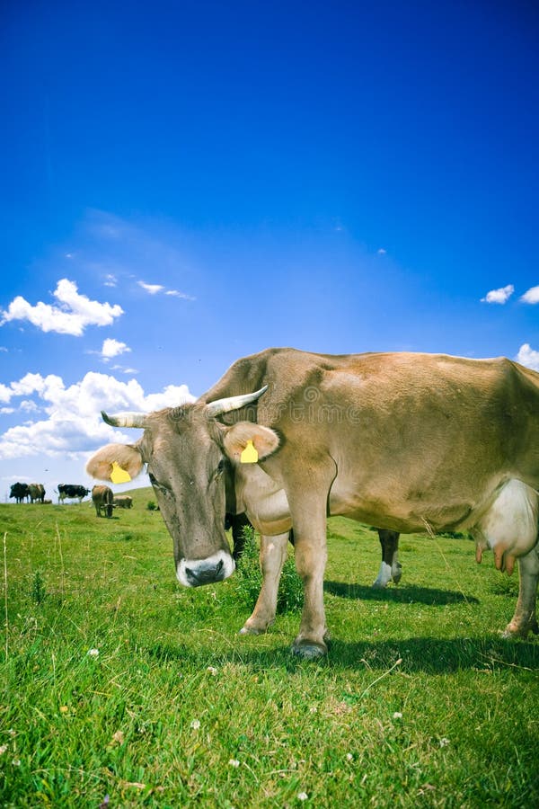 Mucca curiosa immagine stock. Immagine di prato, orecchi - 2778075