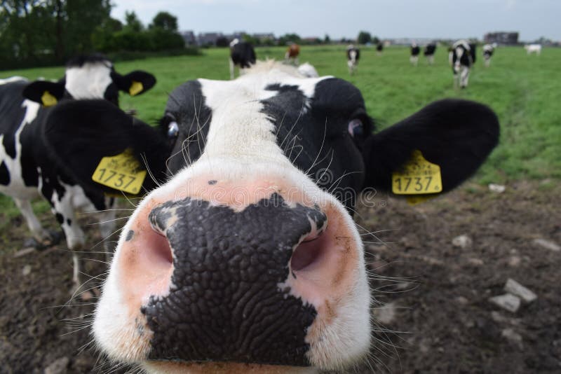 Mucca Divertente Curiosa Sul Prato Fotografia Stock - Immagine di terra ...