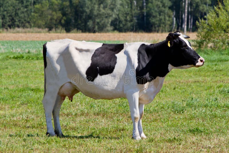 Mucca da latte fotografia stock. Immagine di mucca, animale - 14769616