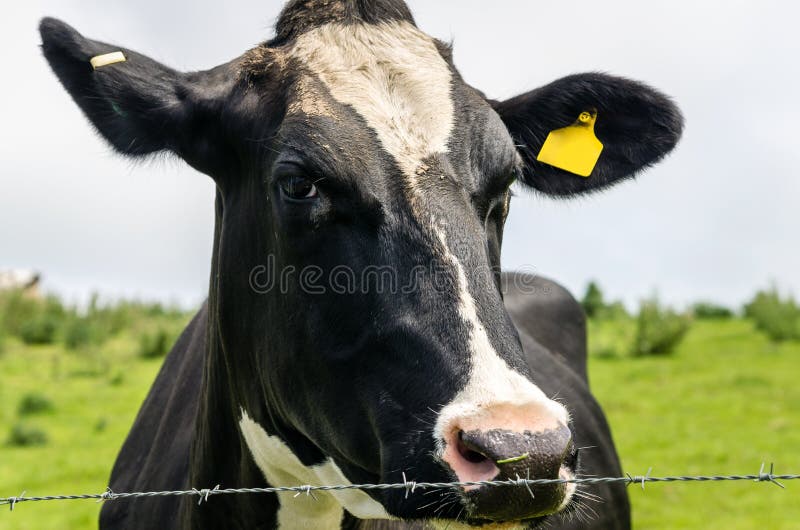 Mucca da latte immagine stock. Immagine di latteria, pascolo - 59731919