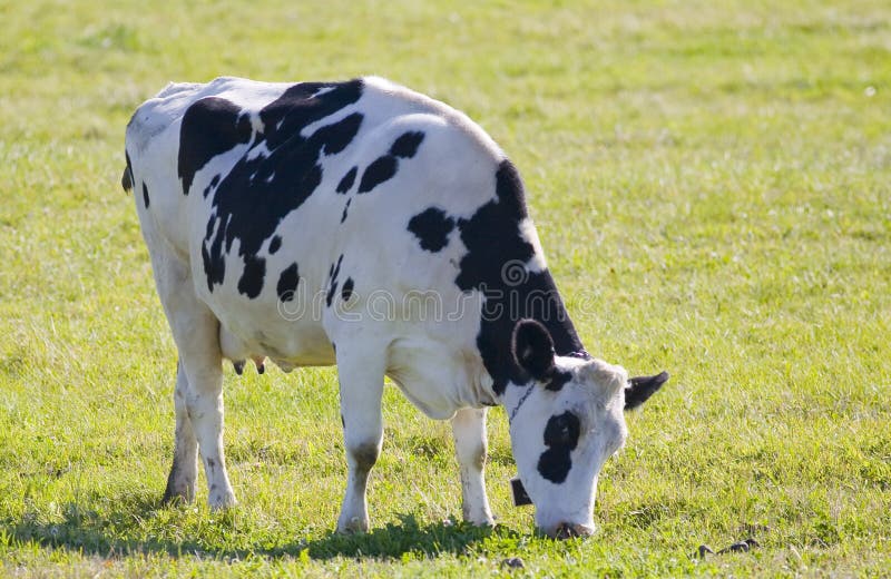 Mucca Da Latte Che Mastica Sull'erba Immagine Stock - Immagine di verde ...