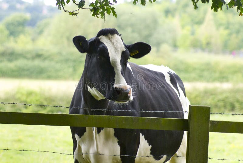 Una Mucca Da Latte Che Pascola in Un Prato Immagine Stock - Immagine di ...