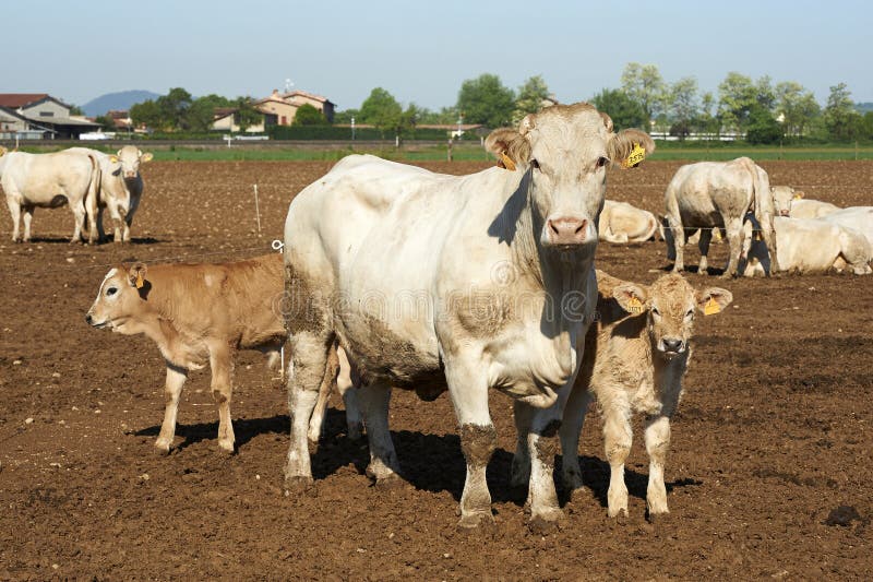 Mucca da latte e vitelli immagine stock. Immagine di partorisce - 40911189