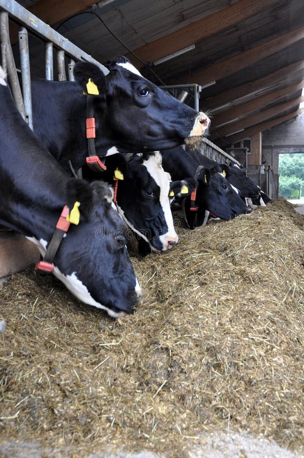 Mucca Da Latte Nella Stalla Immagine Stock - Immagine di rurale, latte ...