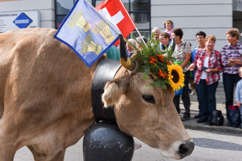 Mucca Decorata Con I Fiori E Le Bandiere Fotografia Editoriale ...