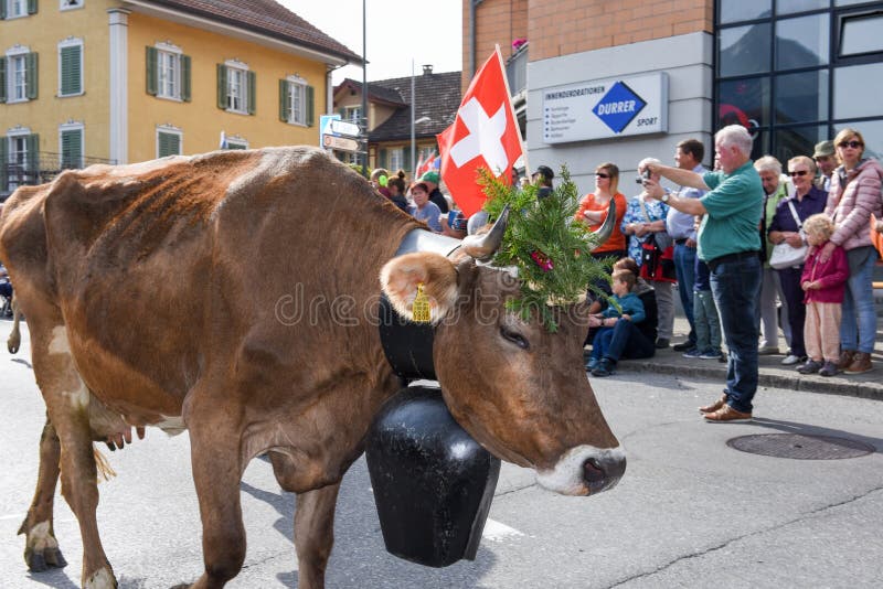 Mucca Decorata Con I Fiori E Le Bandiere Fotografia Editoriale ...