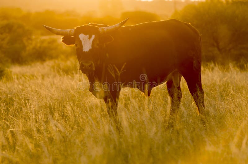 Toro O Mucca Su Un Cielo Blu Con Le Nuvole. Il Vecchio Animale Sta ...