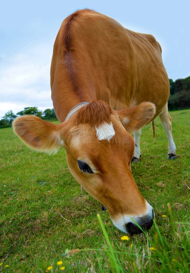 Mucca Di Latte Della Jersey Fotografia Stock - Immagine di fango ...