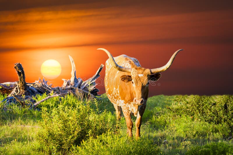 Mucca Longhorn Che Pascola All'alba Immagine Stock - Immagine di nubi ...