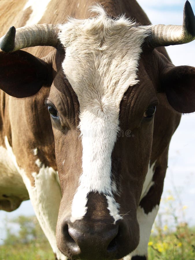 Fine Nera Dello Zoccolo Della Mucca Su Su Erba Fotografia Stock ...