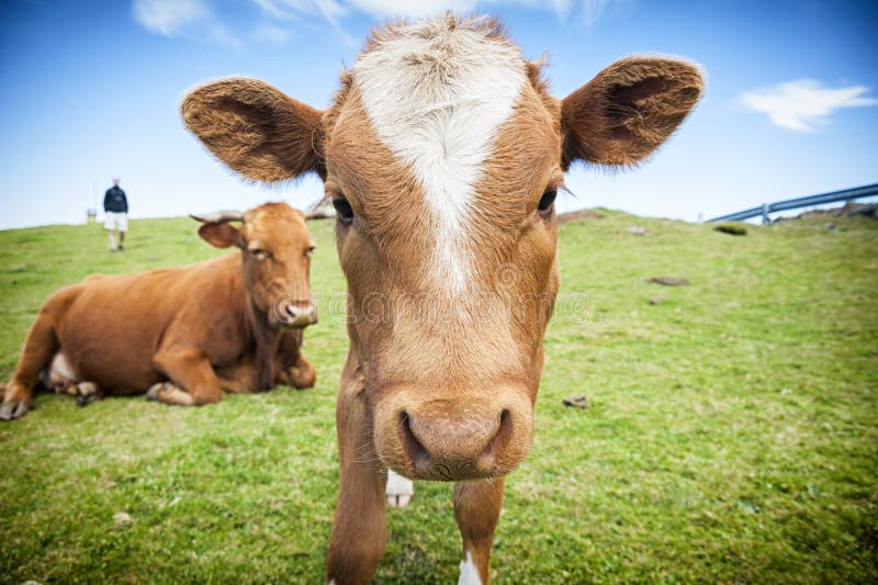 Mucca divertente immagine stock. Immagine di sfondo, agricoltura - 39497327